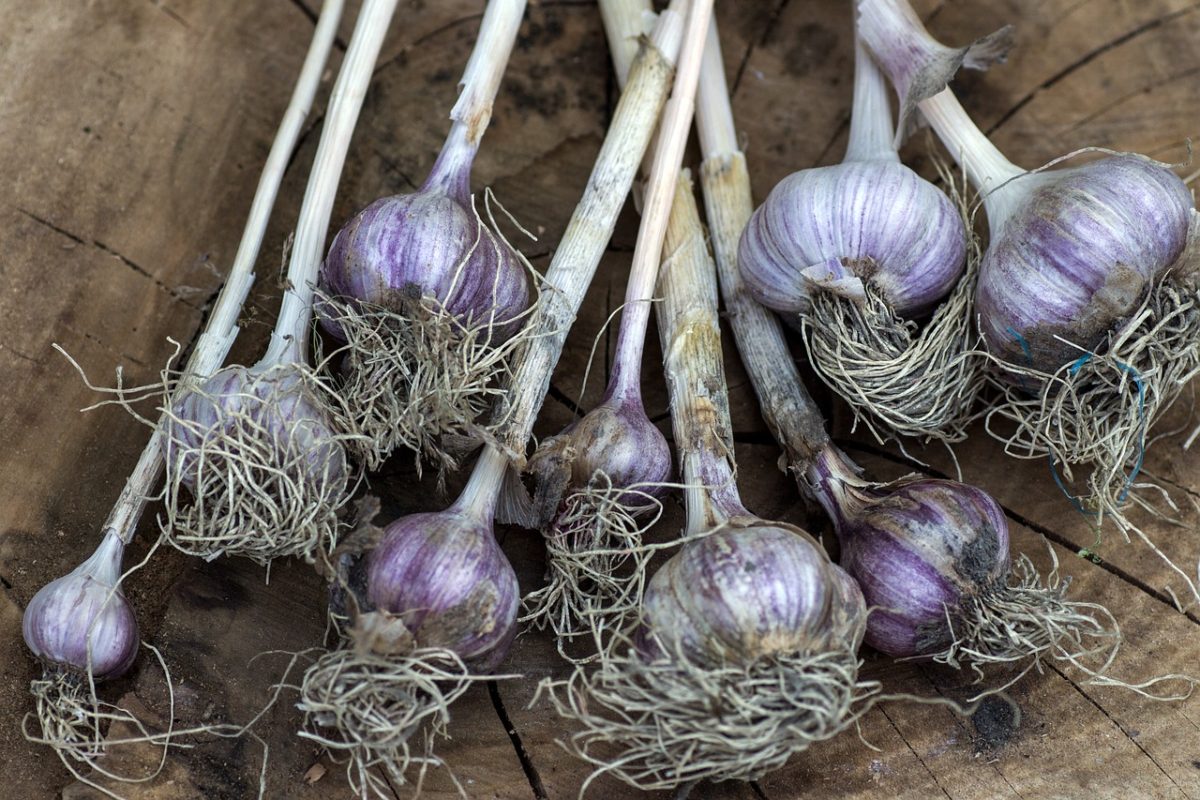 Fantastic Garlic and Chefs Secrets – Oils - The Westcoaster