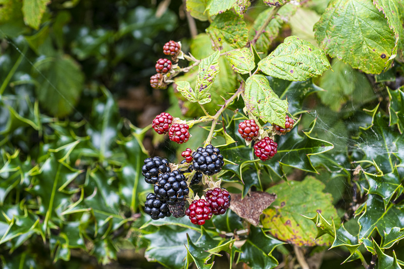 How to Make Blackberry Jelly, and why fruit jellies work.